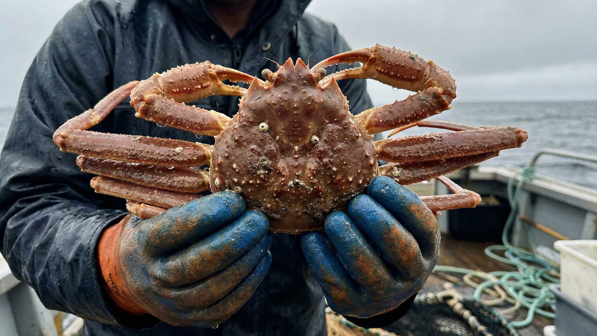SUSTAINABLE SNOW CRAB, EXPLAINED